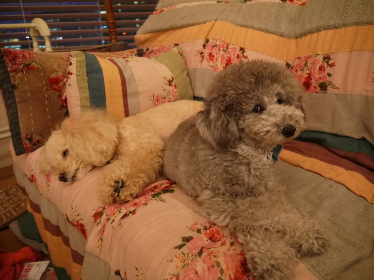 「好きなんだ」 : Torico-lore