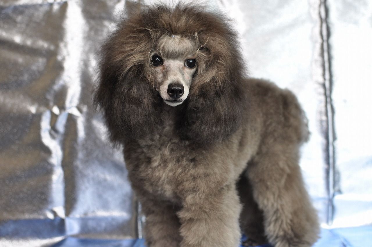 母と息子 : Torico-lore