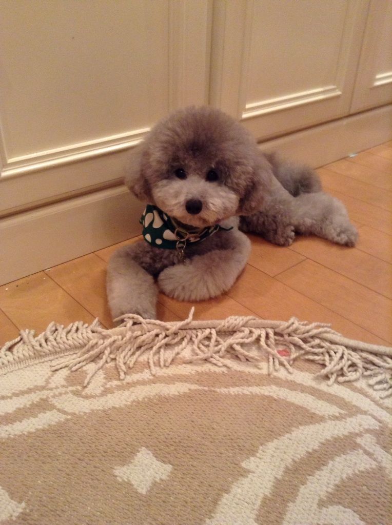 ぬいぐるみシロップ : Torico-lore