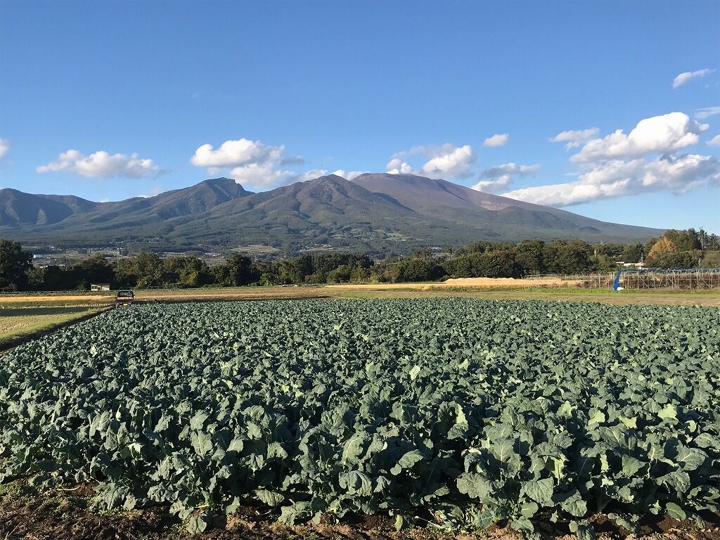 ようこそ軽井沢へ！ : 最近の浅間山