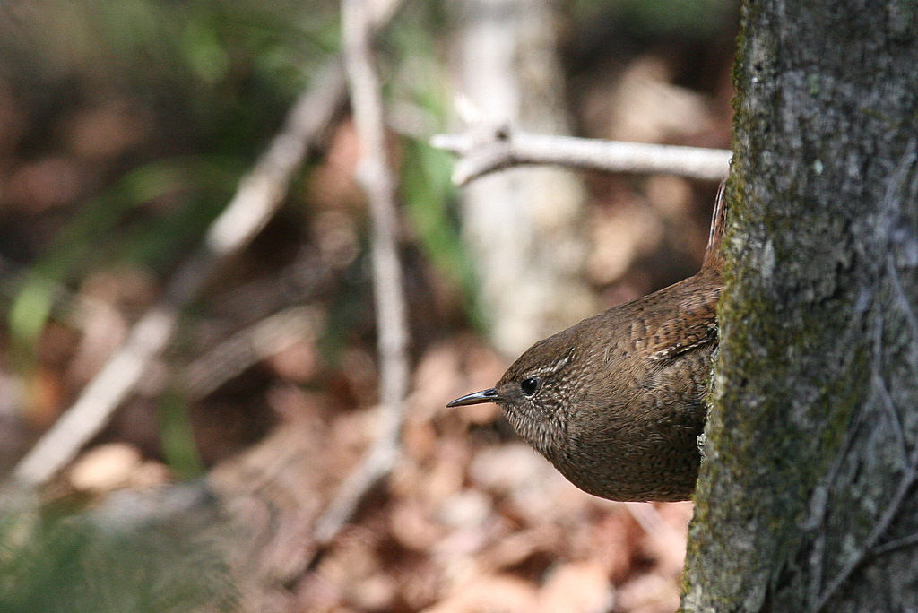 ようこそ軽井沢へ！ : ミソサザイ