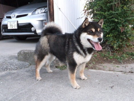 はじめました！ : 日本犬保存会 まんのう荘