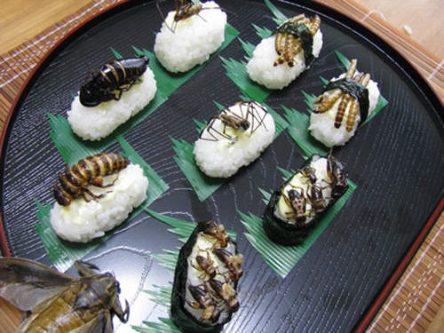 コオロギ粉使用の製パン企業「Pasco」SNSが炎上 昆虫食は食糧難の救世主？寄生虫のリスクなど安全性に疑問の声 [Hitzeschleier★] : 幸せlifeちゃんねる