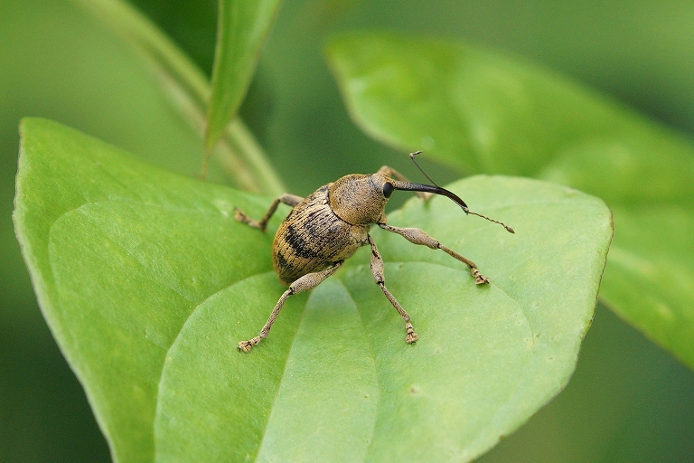クヌギシギゾウムシ : KAZのおさんぽ2