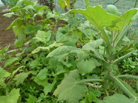 家庭菜園特集(その407)ヤーコンとゴボウ。答えは？ : kazuchan0816ブログ