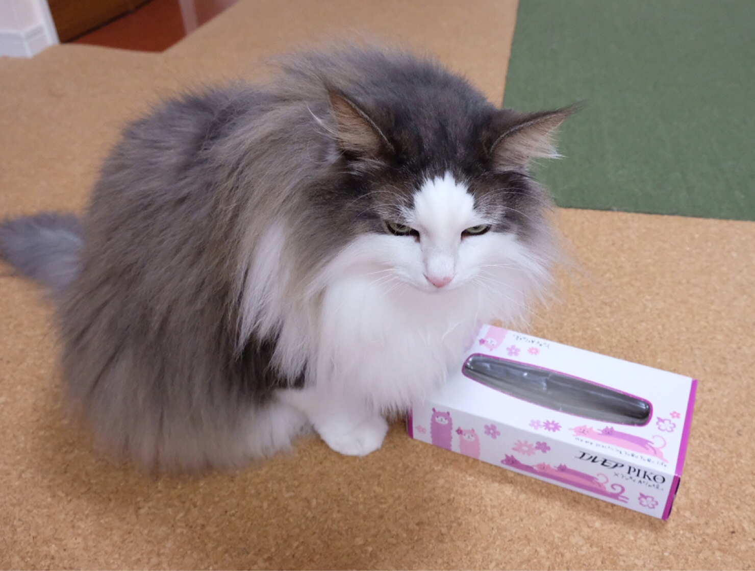 犬に見られると遠慮しちゃう猫 : 毛玉きょうだい Powered by ライブドアブログ