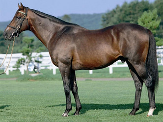 Dancing Brave is back! - Horse Racing Forum - USA Thoroughbred Races