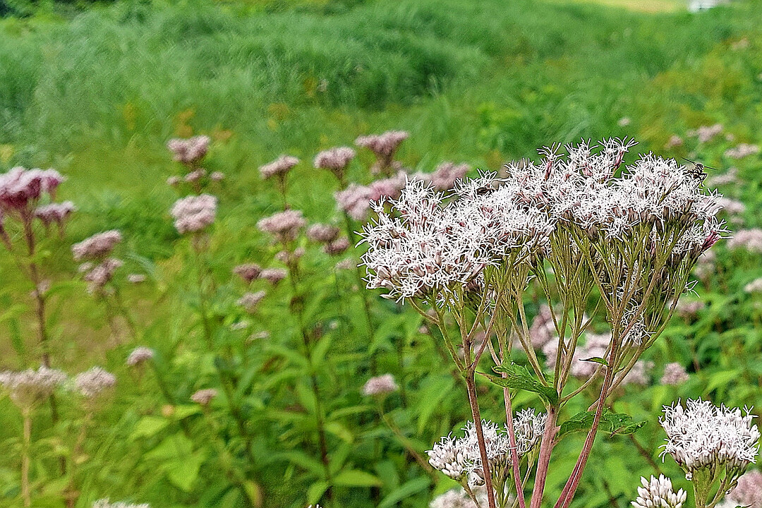 フライマンの詩:2025年08月 - livedoor Blog（ブログ）