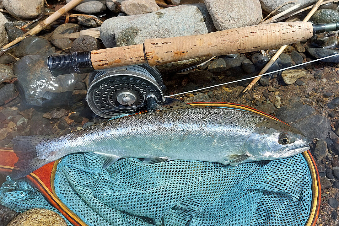 フライマンの詩:オオクママダラカゲロウ - livedoor Blog（ブログ）