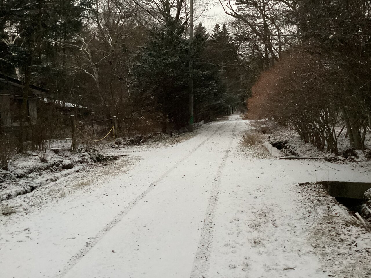 かえるのひとりごと:Vol.5115 初雪