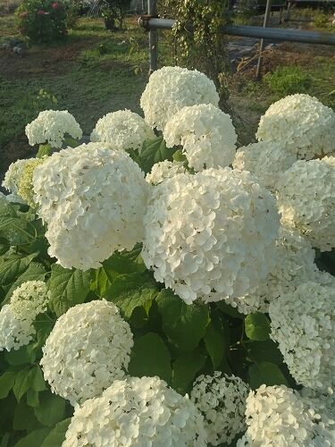 ず～～っと田舎暮らし:棚作り