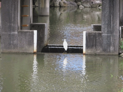 胃カメラ検査無事終了 ～目玉焼きの朝ご飯、トンテキのチーズのせの晩ご飯～ : きららきらら☆