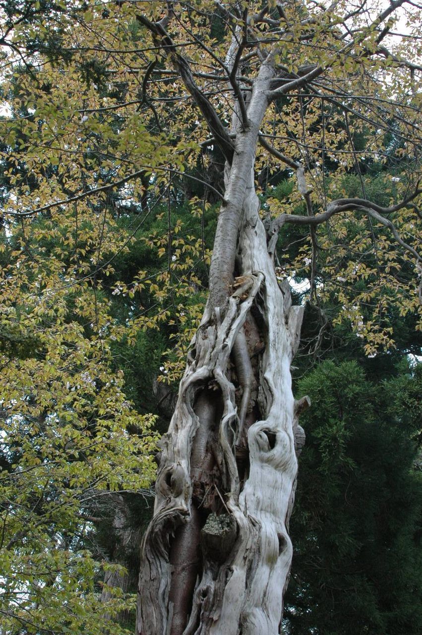 北海道のさくら 有珠（うす）善光寺 善光寺自然公園 : 北国：北海道999のblog