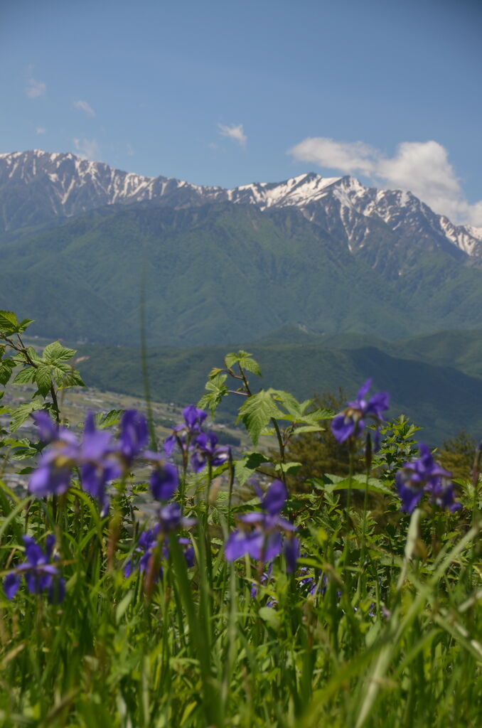 白菜成長段階、鷹狩山のササユリ蕾、ニッコウキスゲ開花。 : 長野県安曇野市在住 KITAZAWAのブログ