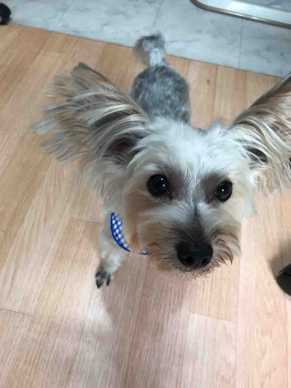 DOGトリミングKAZUKI