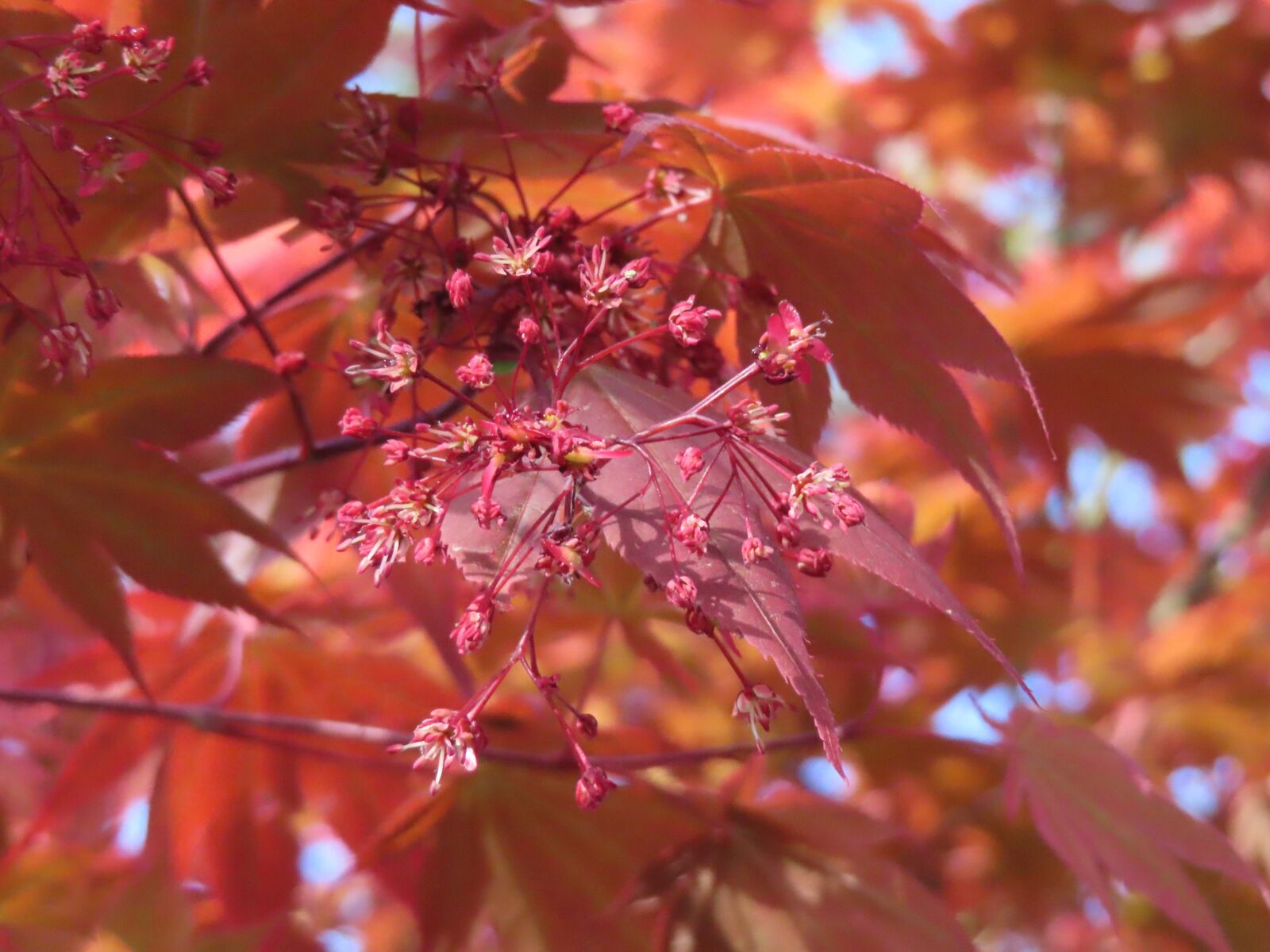 2024年04月 : k5(ケイファイブ)のブログ