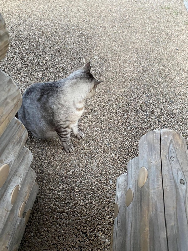 [5ch VIP] 사흘 연휴 동안 찍은 고양이 사진 올림 : 네이버 블로그