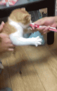 [5ch VIP] 귀여운 GIF를 줘 : 네이버 블로그