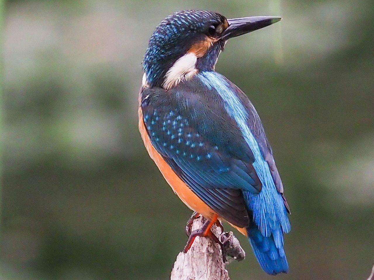 BORG撮影の完成形を目指して・・ : 鳥・撮り・BIRD