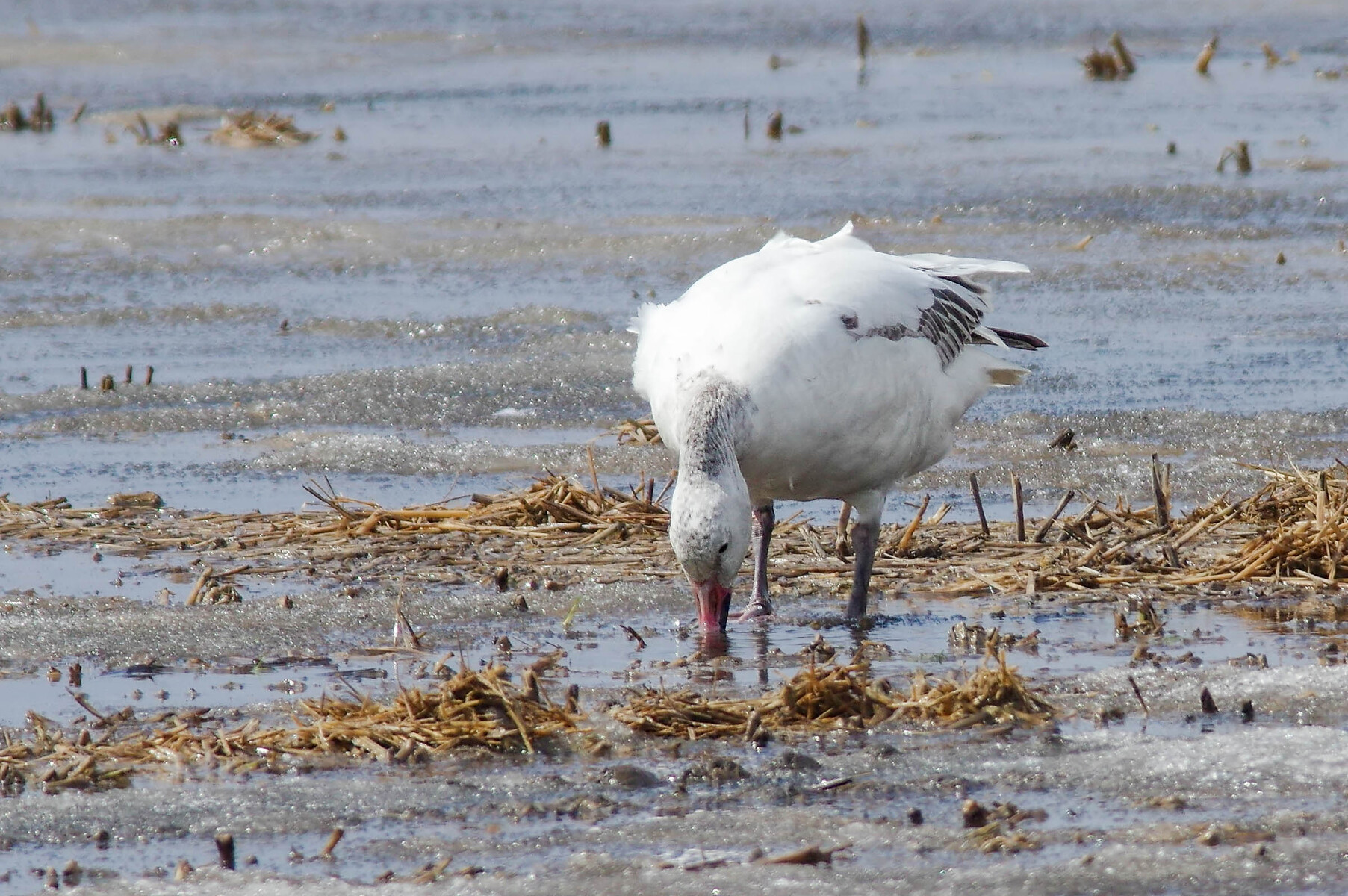 春の渡りとBORGレンズの練習 : 鳥・撮り・BIRD