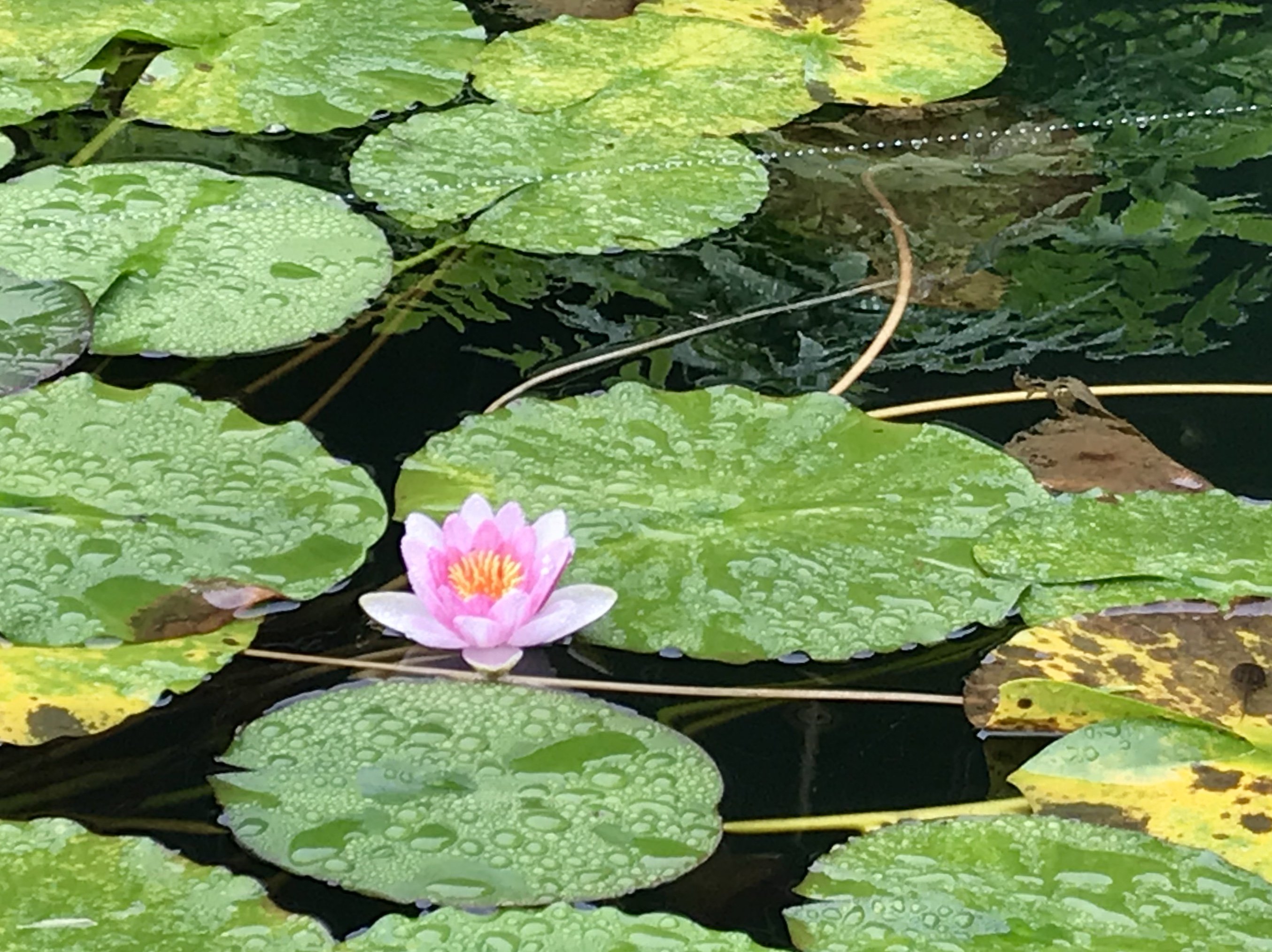 越生に新しいカフェ出来ました : タロヲでし。