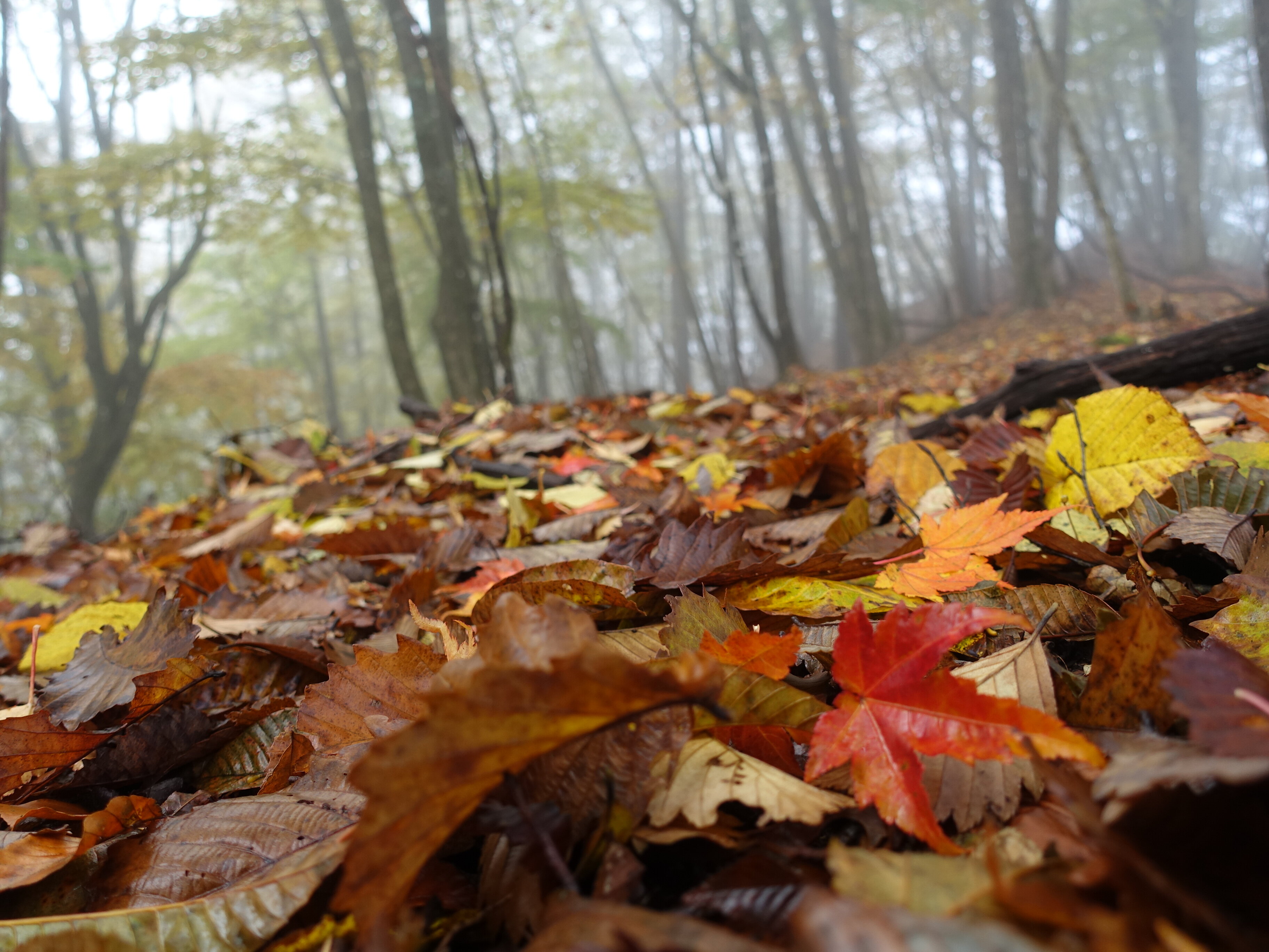 のんびり山ごはん、兜岩山 : タロヲでし。