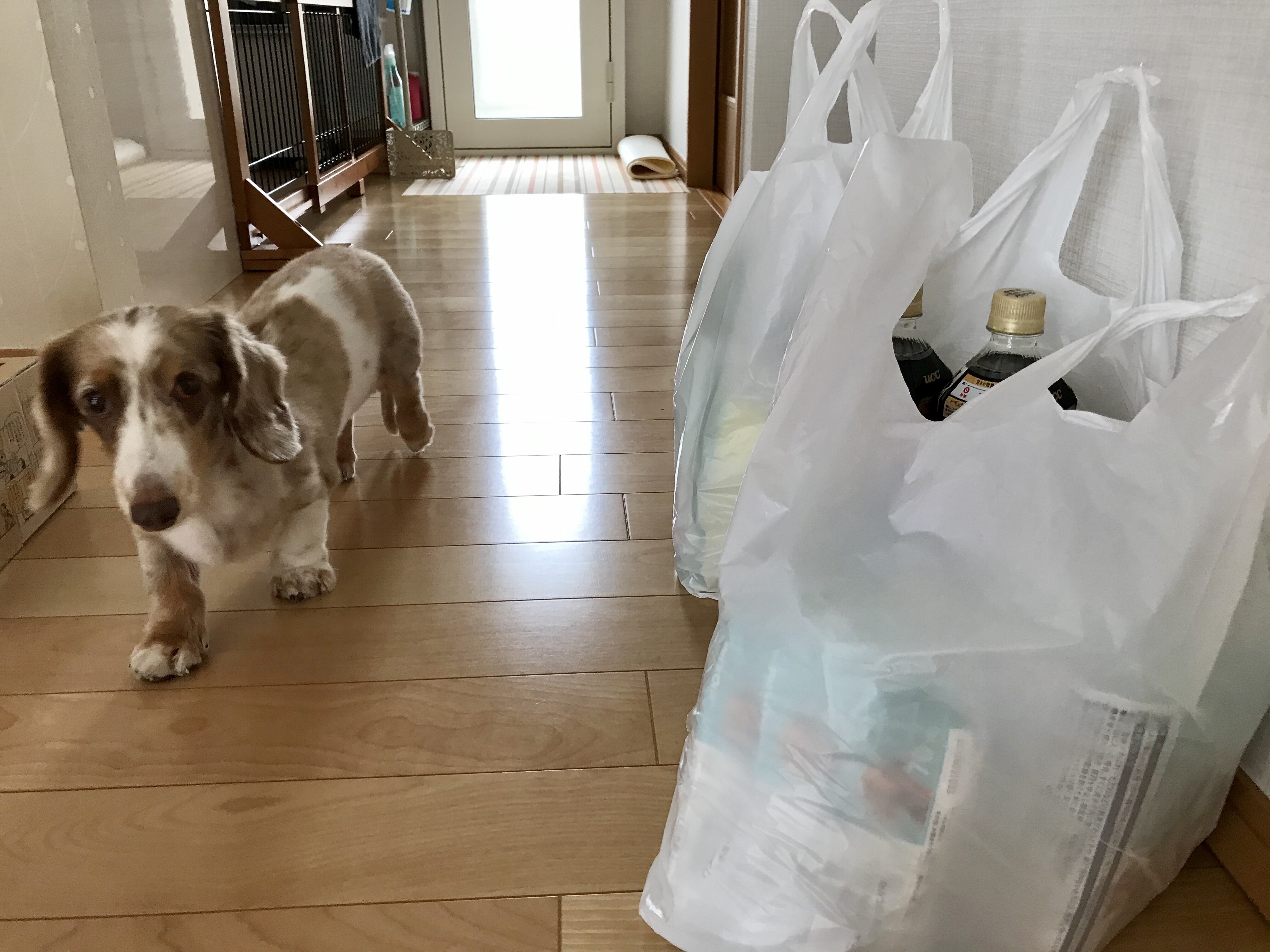 買い物 : タロヲでし。