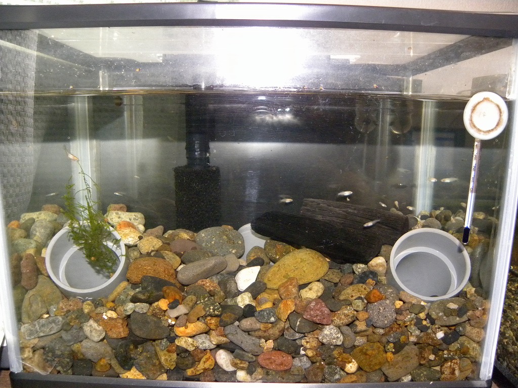 ザリガニの飼育記録 シーズン2 : Painted Devil Crayfish