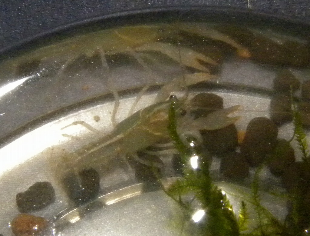 ザリガニの飼育記録 シーズン2 : Painted Devil Crayfish