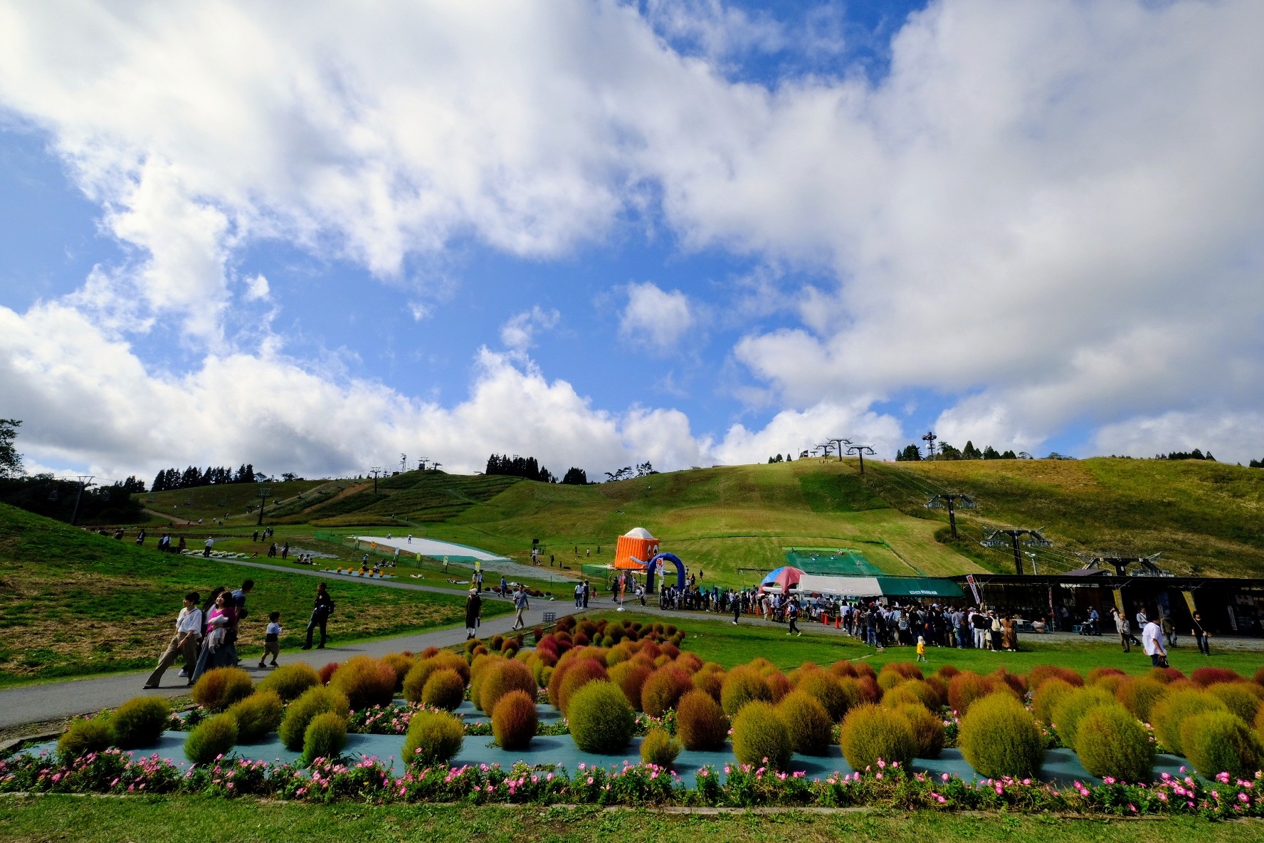 箱館山コキアパーク｜滋賀県高島郡｜コキア＝ほうき草で、種はとんぶり（畑のキャビア）？！ : あんなところ？のお掃除