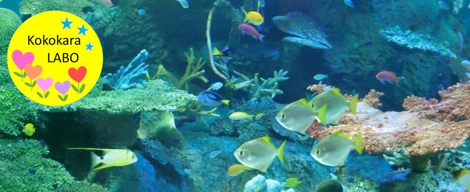 美味しい : KOKOKARA＊LABO
