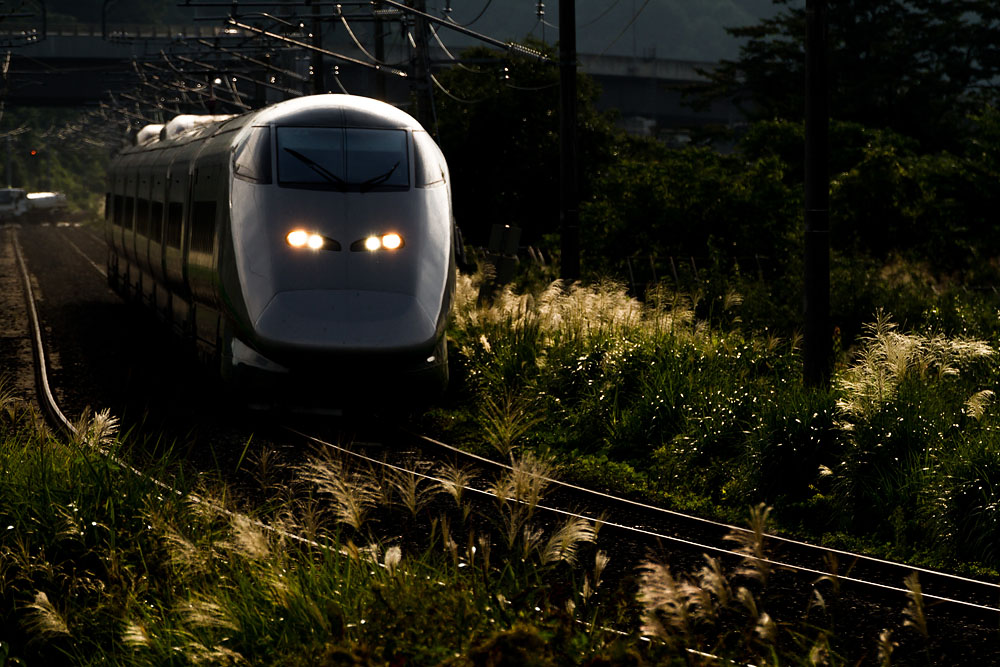 ススキの穂キラキラ（E3系L63編成） : 山形新幹線・つばさ号を撮ってます 2