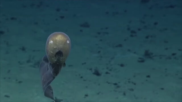 深海を泳ぐ大きなオタマジャクシみたいな魚、バケアシロ