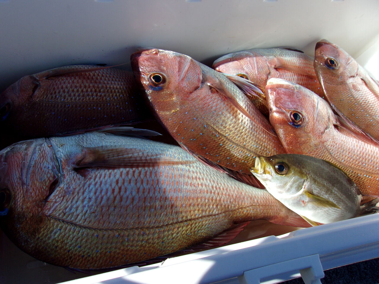 コマセマダイ : 釣り船こうゆう丸の釣り情報2
