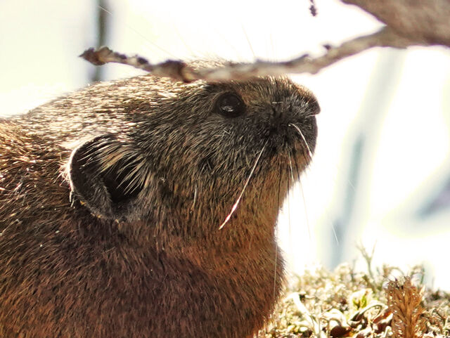 北海道で撮影した野鳥 : とりみる