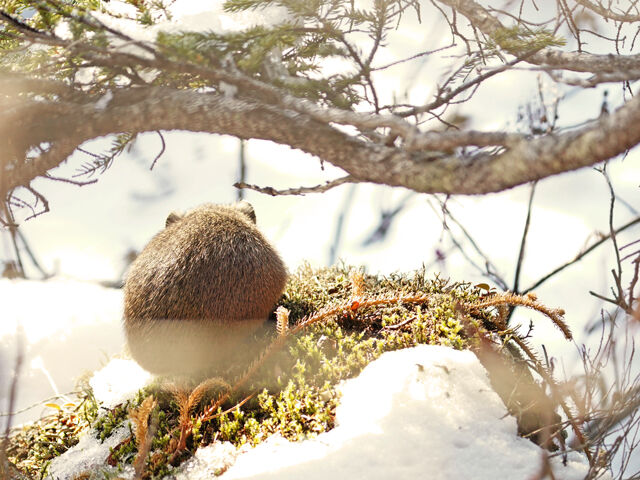 十勝にて⑤ エゾナキウサギ : とりみる