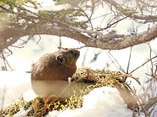 十勝にて⑤ エゾナキウサギ : とりみる