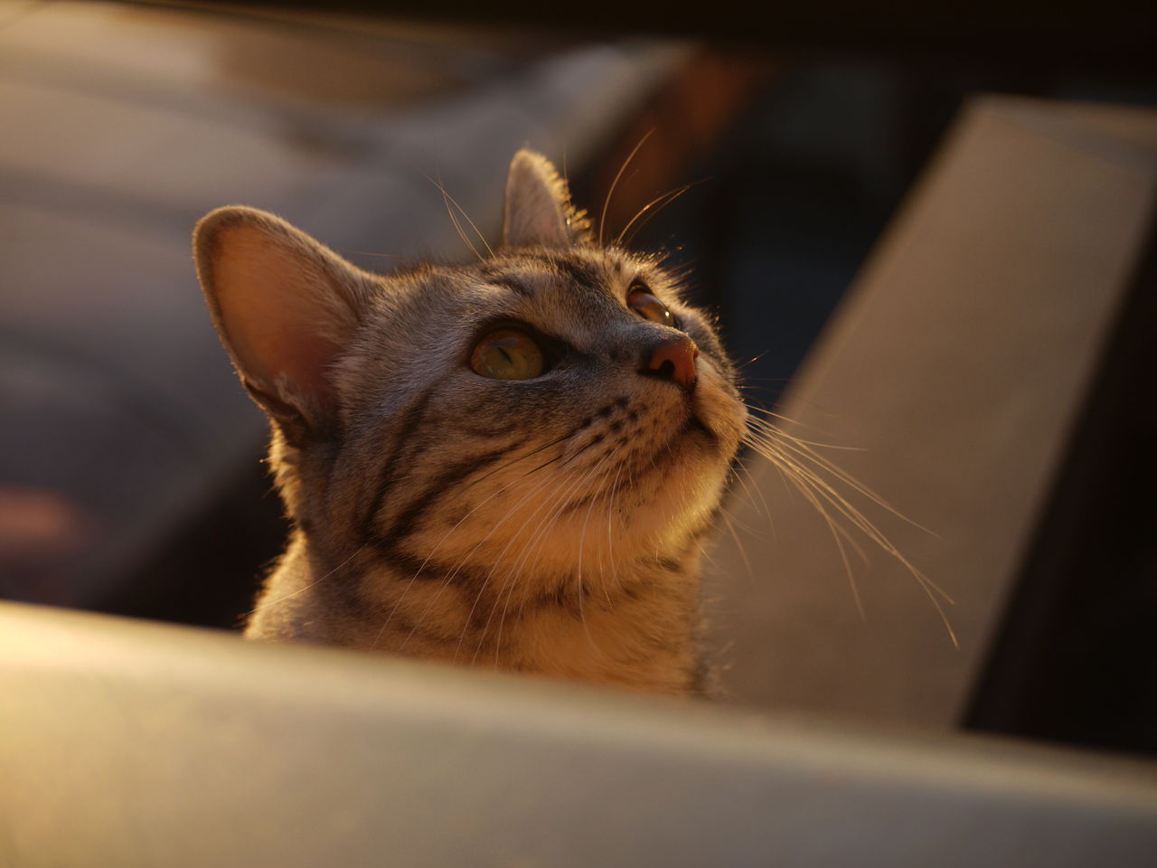 ありがとにゃんず