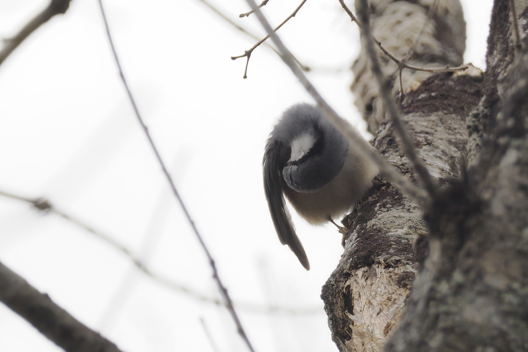 今日の水辺公園:くぼかわ里山日記
