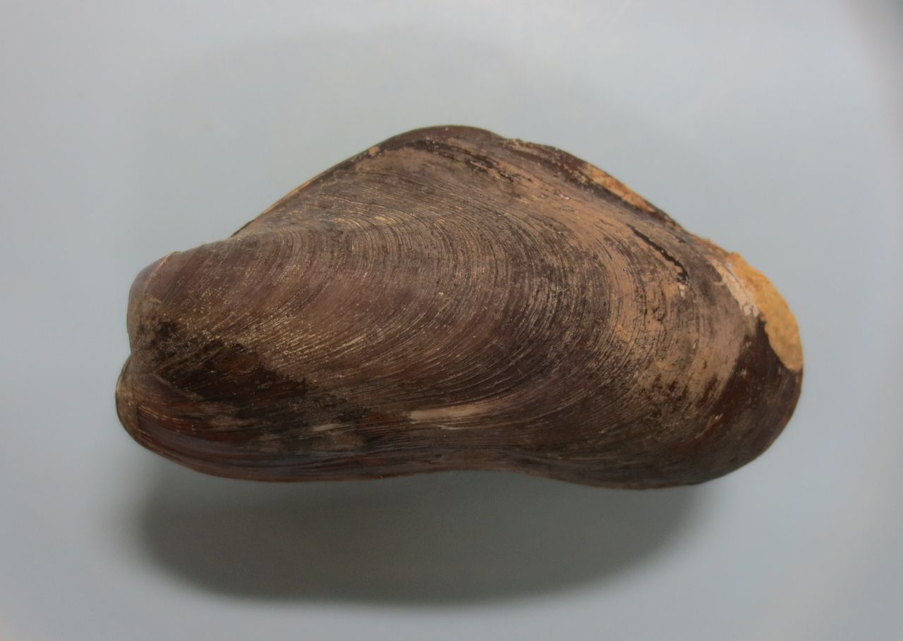 ホソスジヒバリ : 図鑑を作る（二枚貝編）