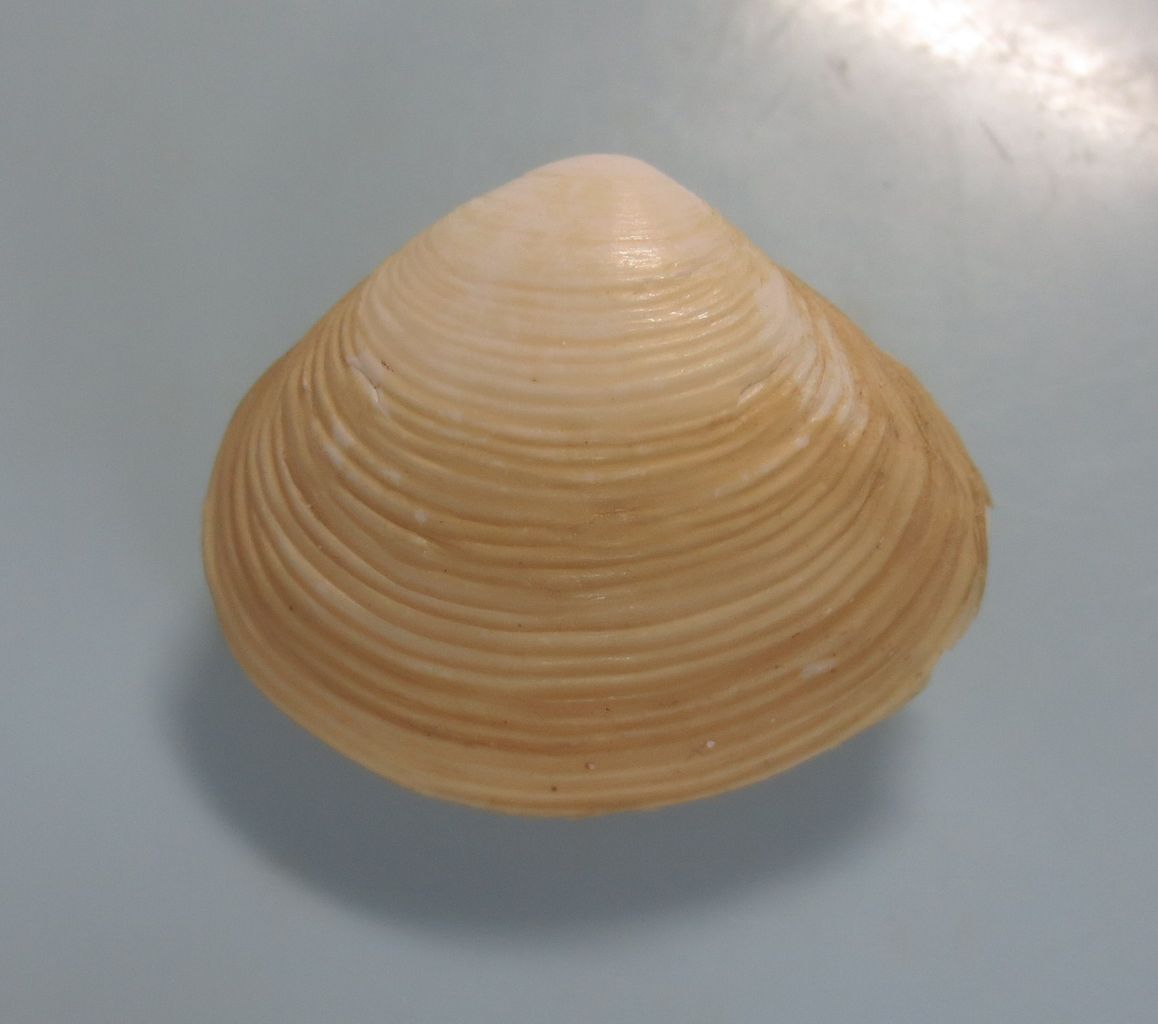 イソハマグリ : 図鑑を作る（二枚貝編）