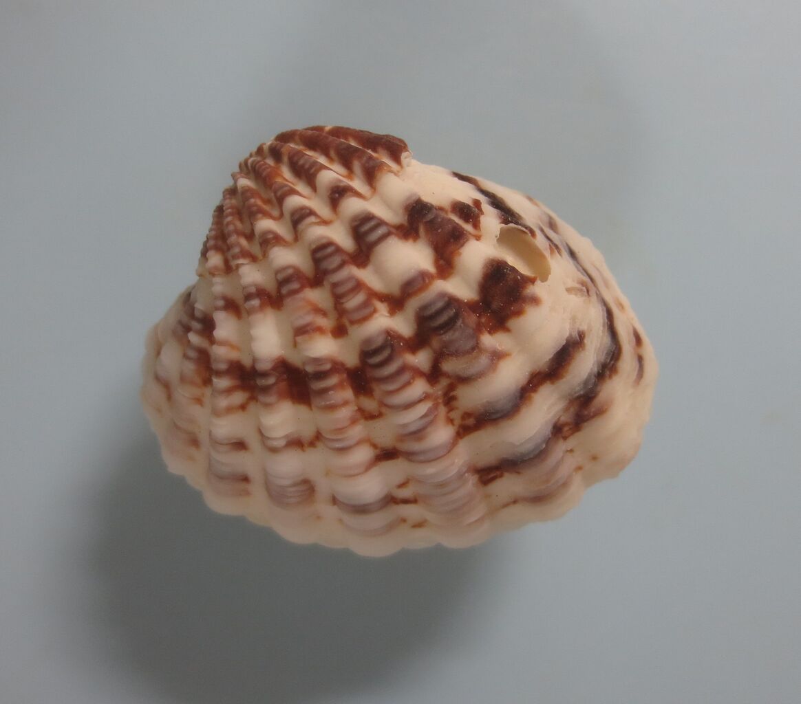 Cardites bicolor : 図鑑を作る（二枚貝編）