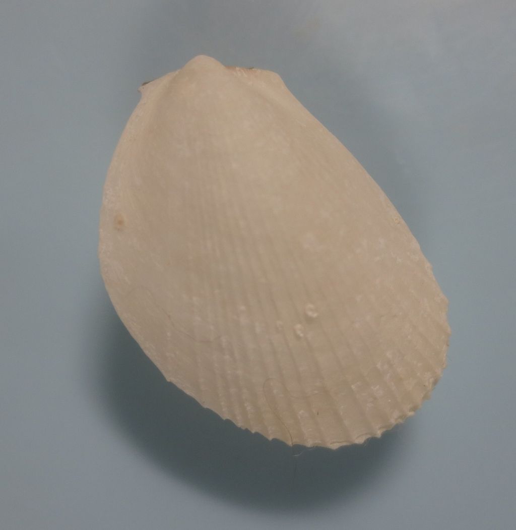 ミノガイ科 : 図鑑を作る（二枚貝編）