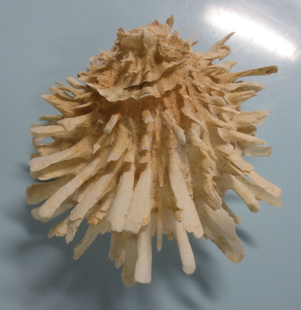 ウミギク科 : 図鑑を作る（二枚貝編）