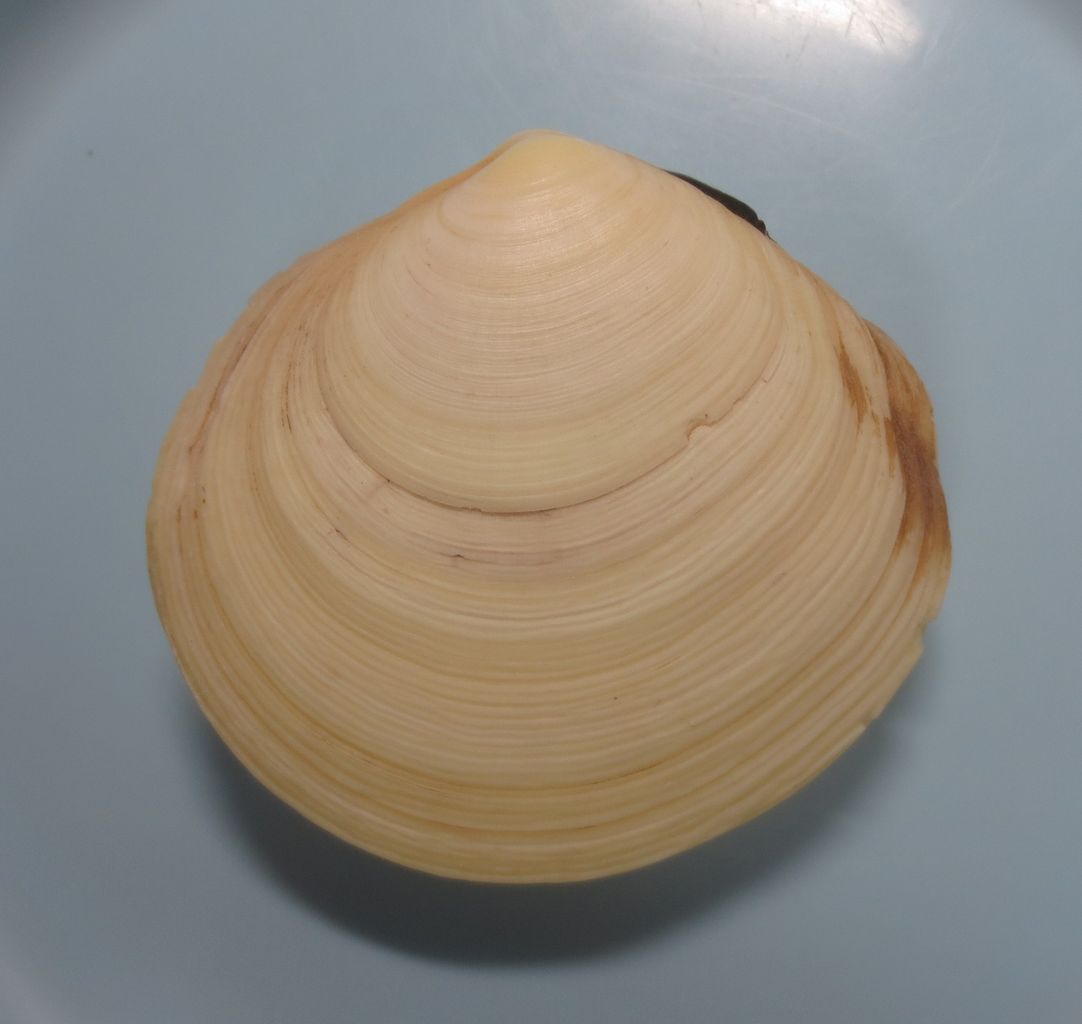ニッコウガイ科 : 図鑑を作る（二枚貝編）