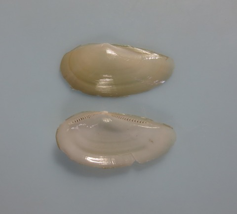 Yoldia sp : 図鑑を作る（二枚貝編）