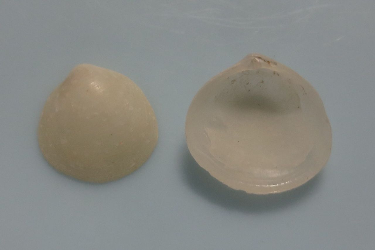 アツシオガマ : 図鑑を作る（二枚貝編）