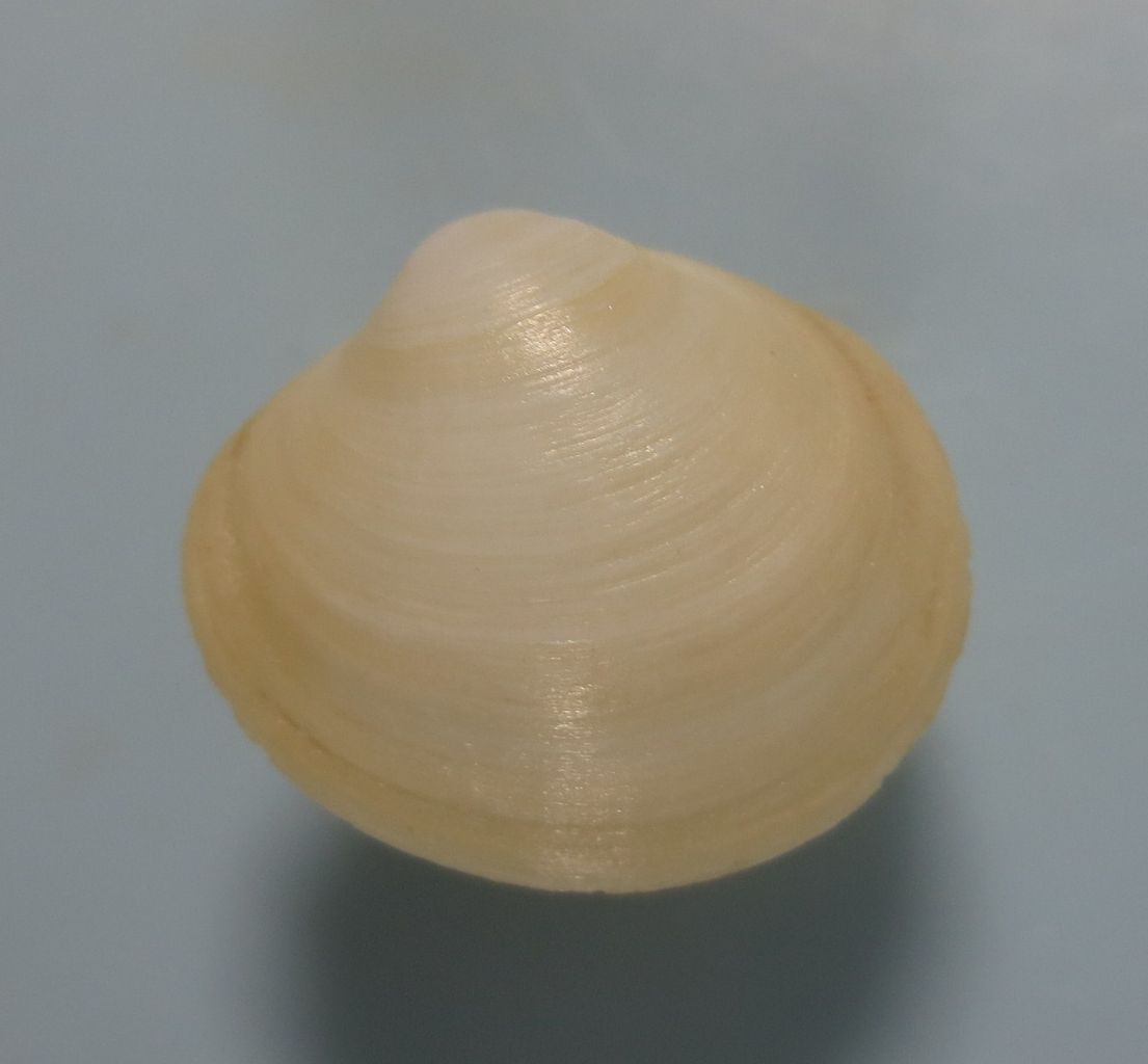 フタバシラガイ科 : 図鑑を作る（二枚貝編）