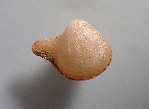 Cuspidaria convexa : 図鑑を作る（二枚貝編）