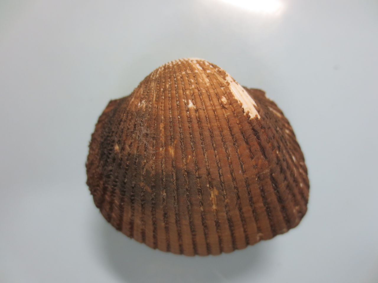 クイチガイサルボウ : 図鑑を作る（二枚貝編）